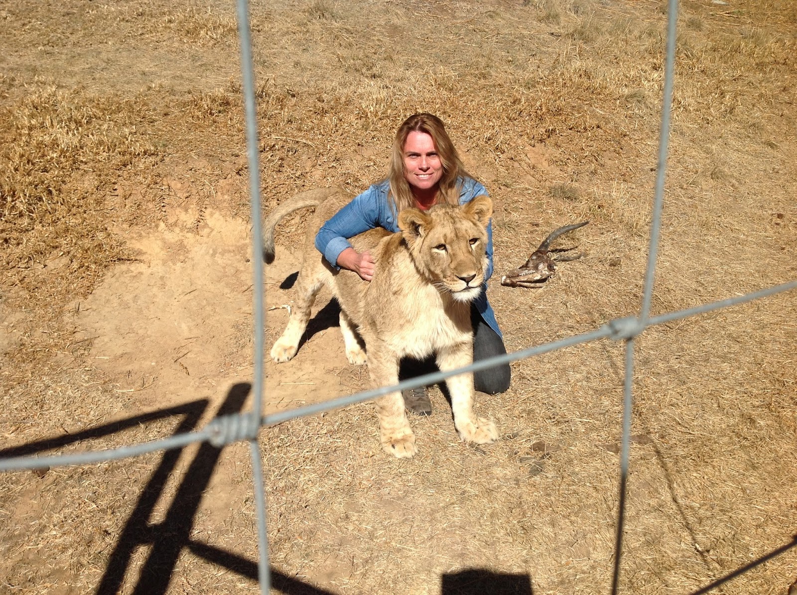 Becky's Blog: The Lion Farm, a post from June in South Africa (when I ...
