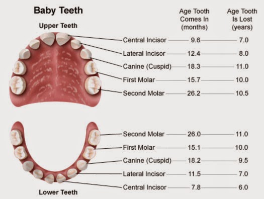 Cercite Kami: Teething Molars Fever
