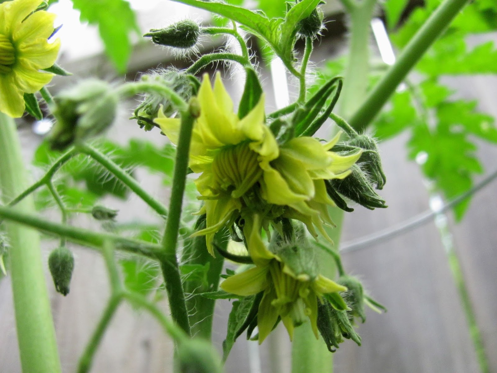 Sweet Domesticity: A Fascinating Fasciated Federle