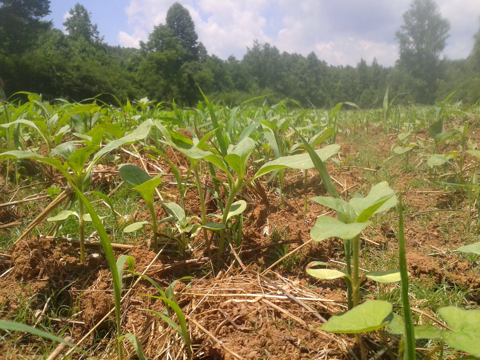 Private Forest Landowner: Summer Wildlife Food Plots