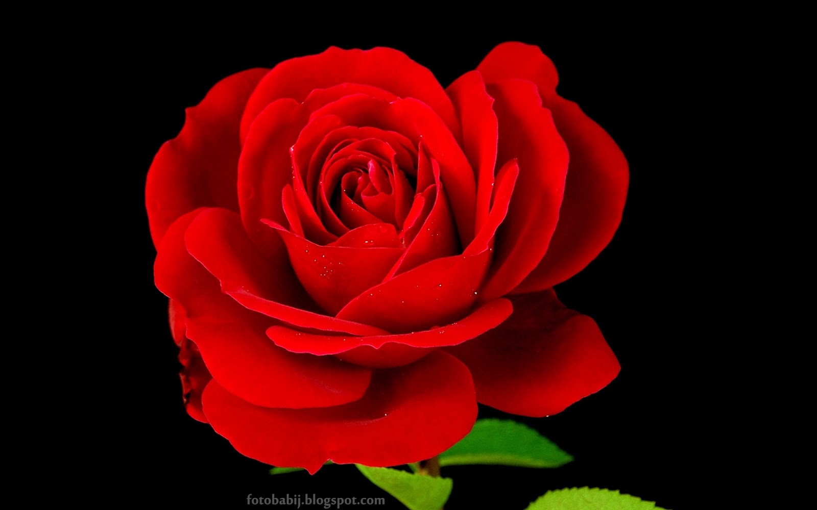 Zdjęcia 4K: Czerwona róża