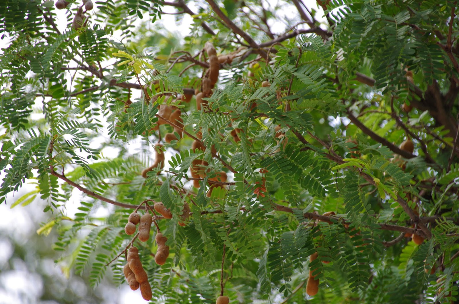 Trees and Plants: Tamarind Tree
