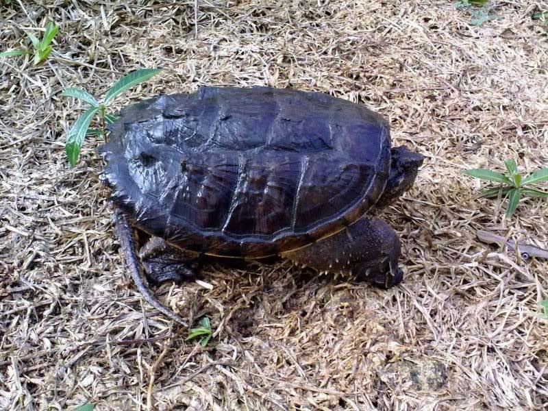 Central American Snapping Turtle