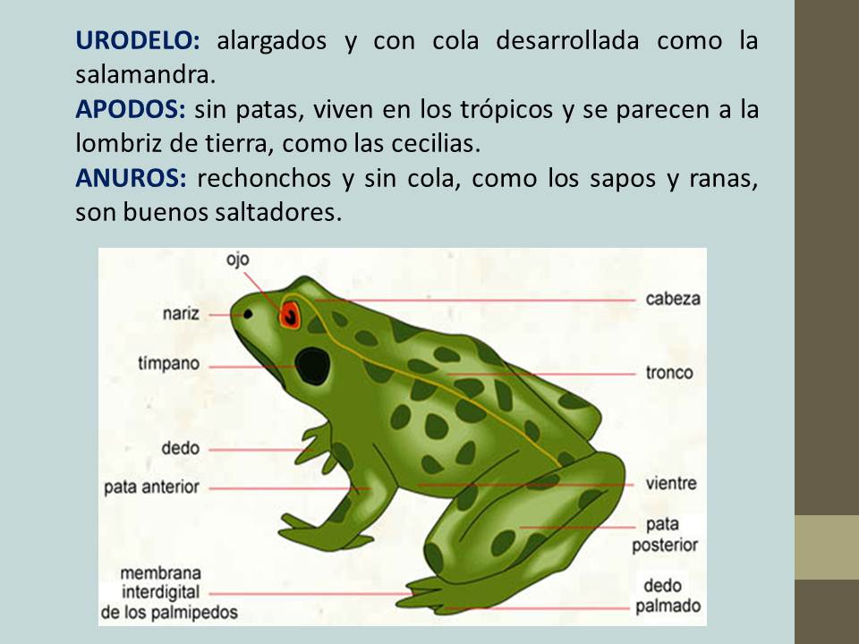 Biología didáctica: Clasificación de los Anfibios - NSC 1°
