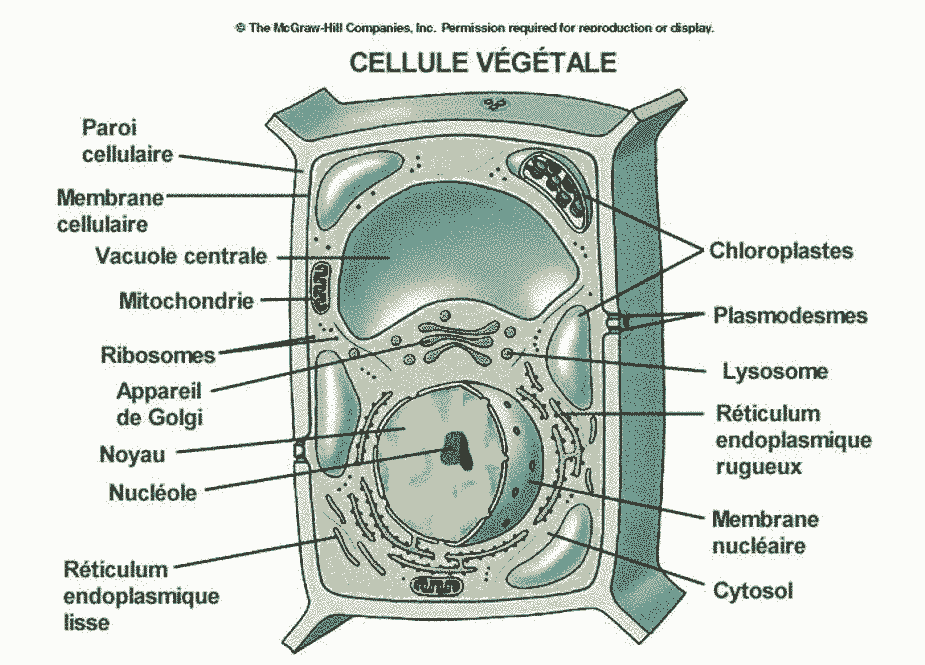 Organisation générale de la cellule | Bio faculté