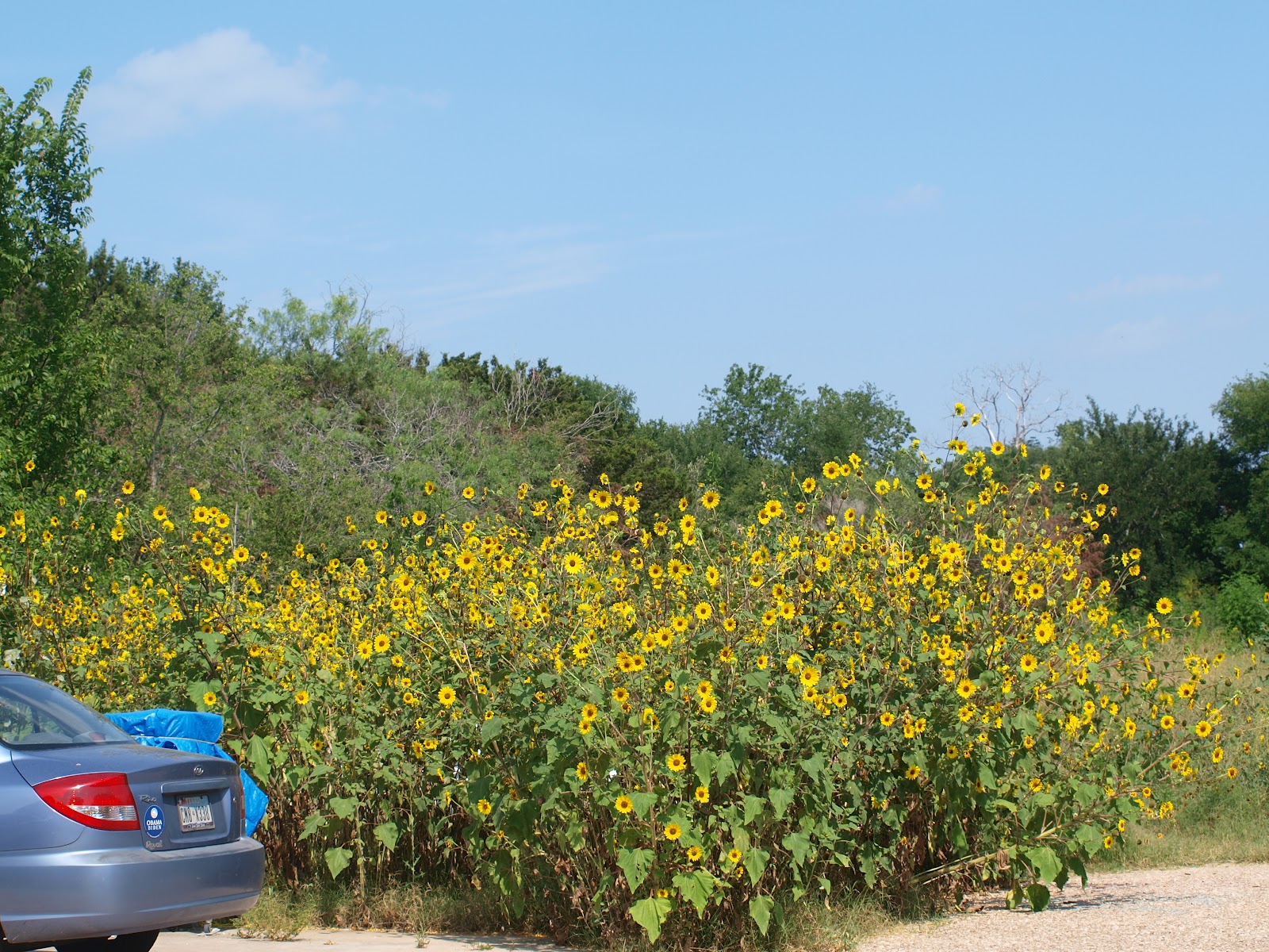 A Life Inspired by Nature: Sunflower Forest