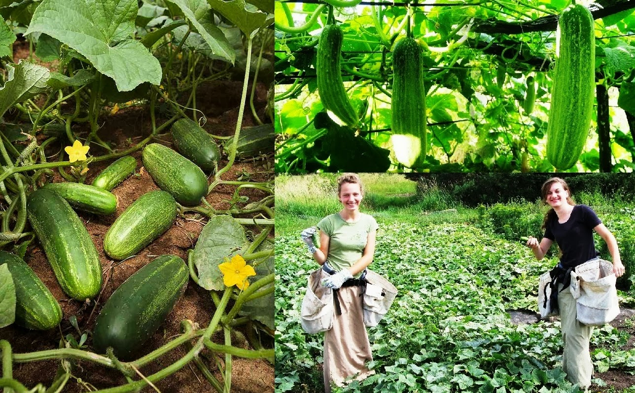 Business Ideas | Small Business Ideas: Cucumber Farming Business ...