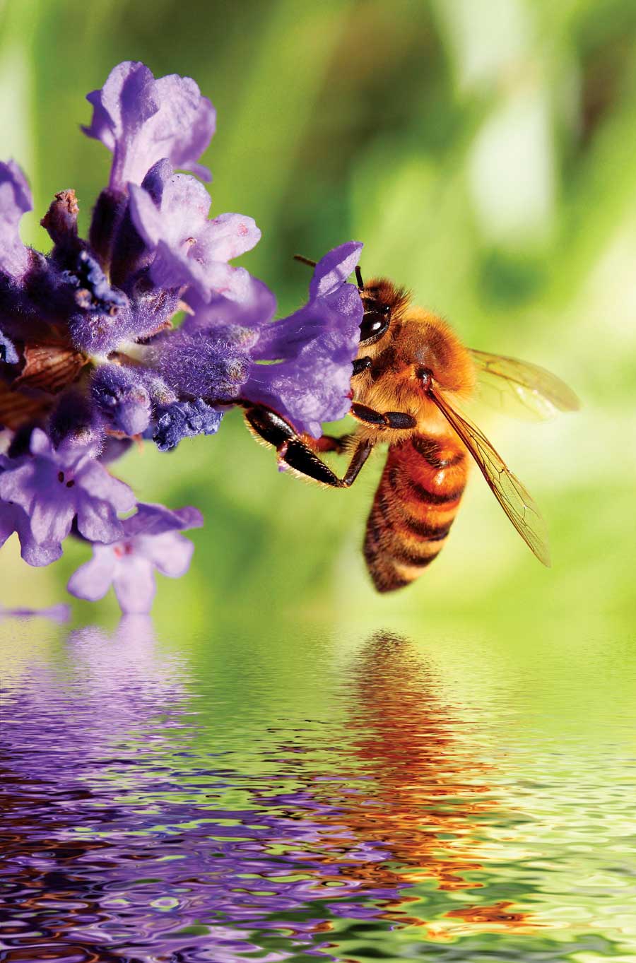 CORONA APICULTORES: QUE ES LA FLORA APÍCOLA