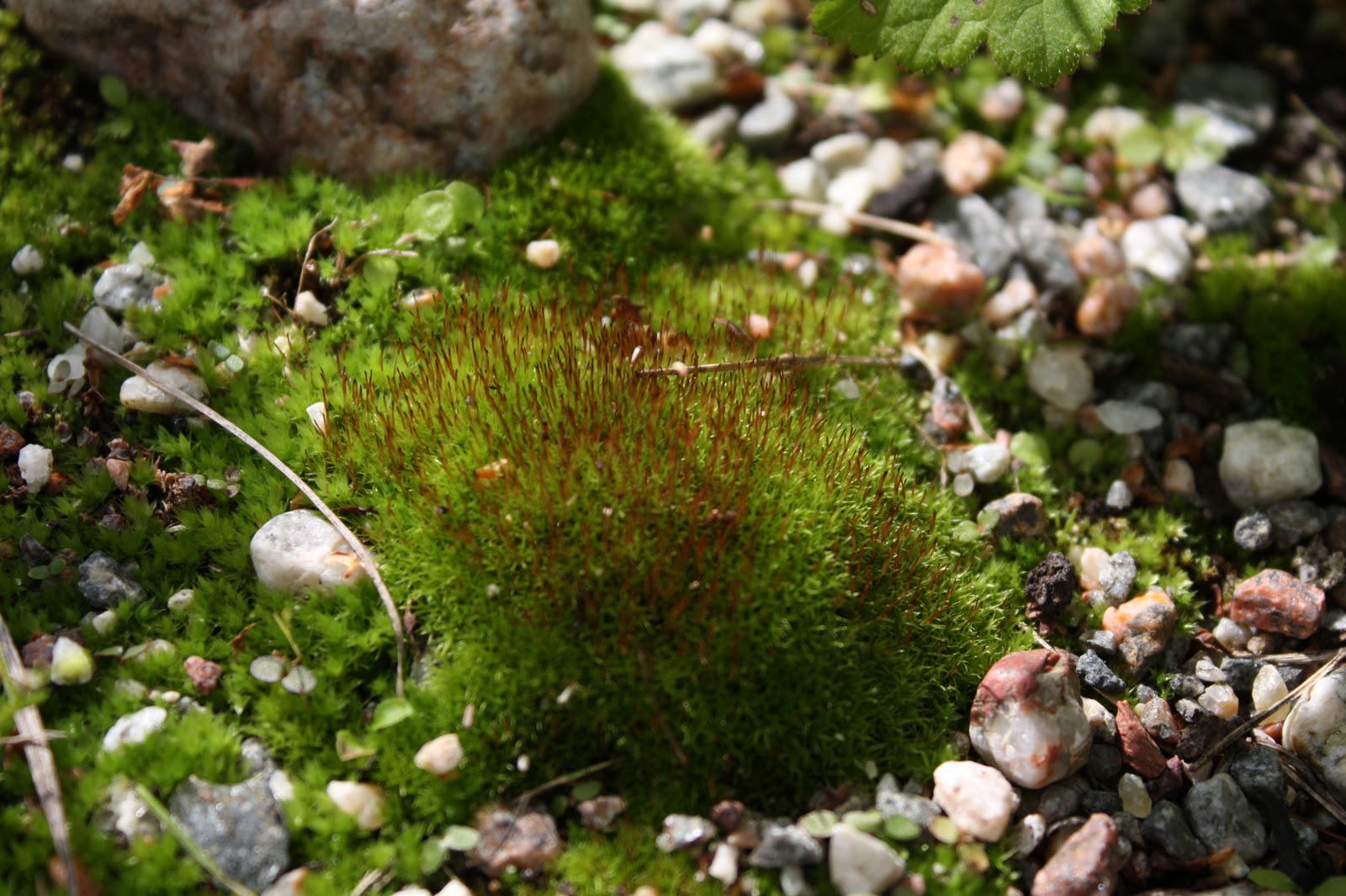 Trädgårdstankar: Mossa