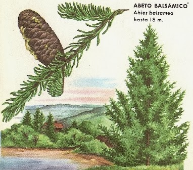 ABETO :'''NO LO SE!!!... ¿O SI?