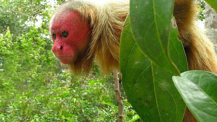 ANIMALEs EN LAs SOMBRAs.: Los 14 monos más raros del mundo.
