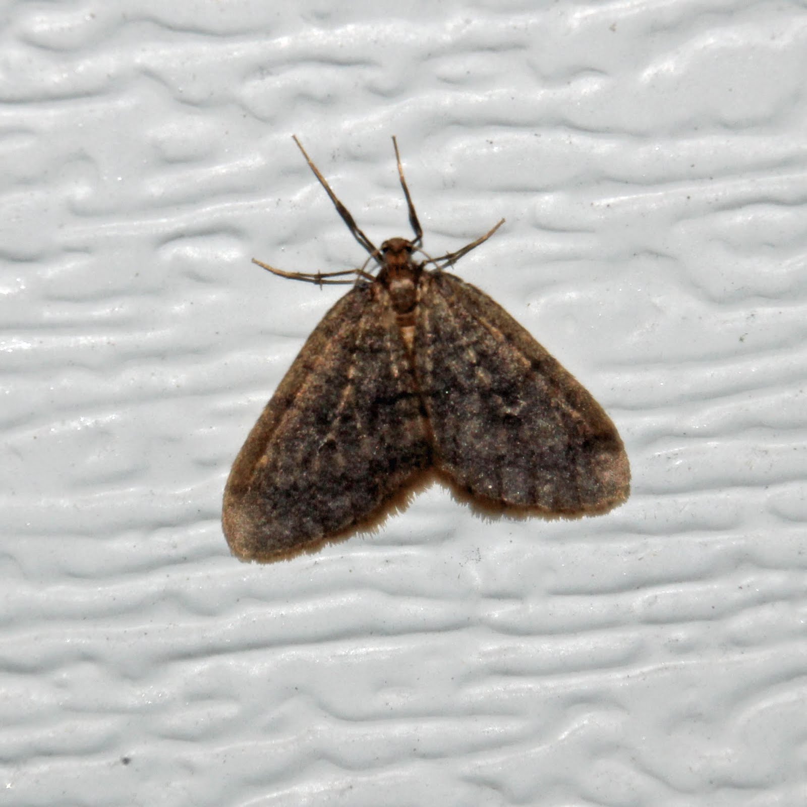 Avalonia eTrails: Moths of Winter : Bad news for next spring