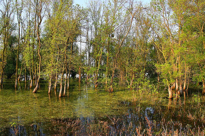 Andrew.photography: Padurea Letea - un colt de rai