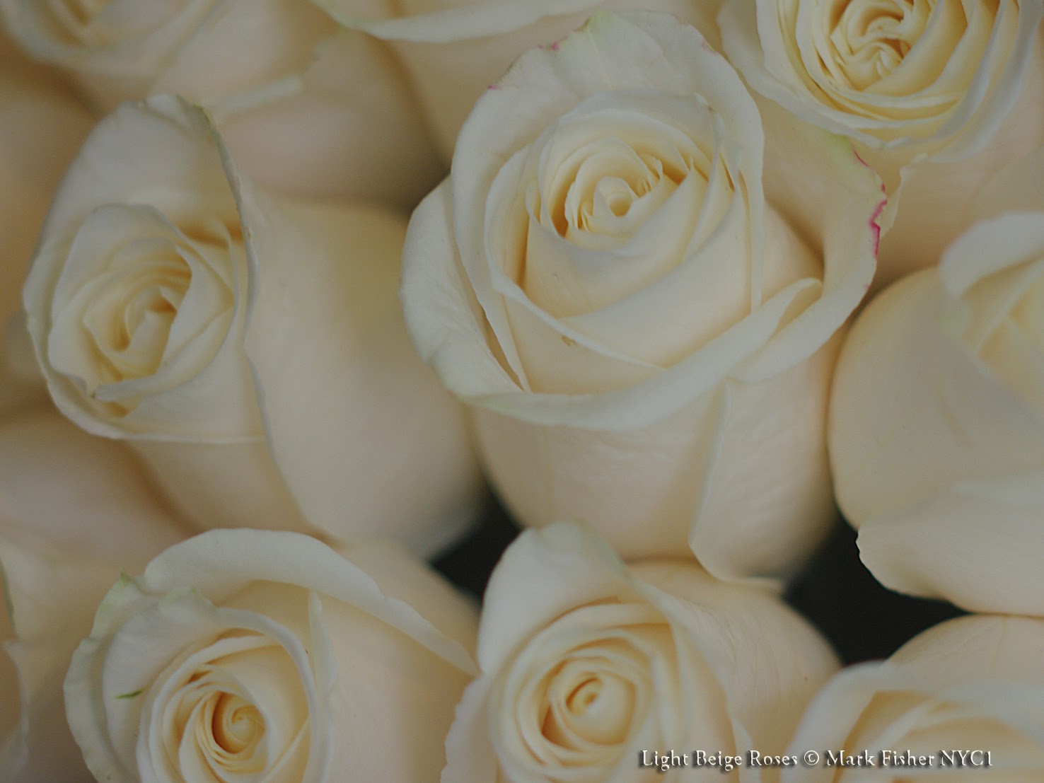Mark Fisher American Photographer™: Light Beige Roses • American ...