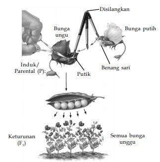 Pola Pewarisan Sifat Organisme - Pustaka Belajar