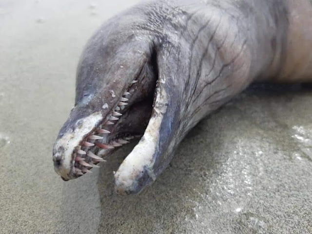 A mysterious eyeless monster washes up on Mexico beach