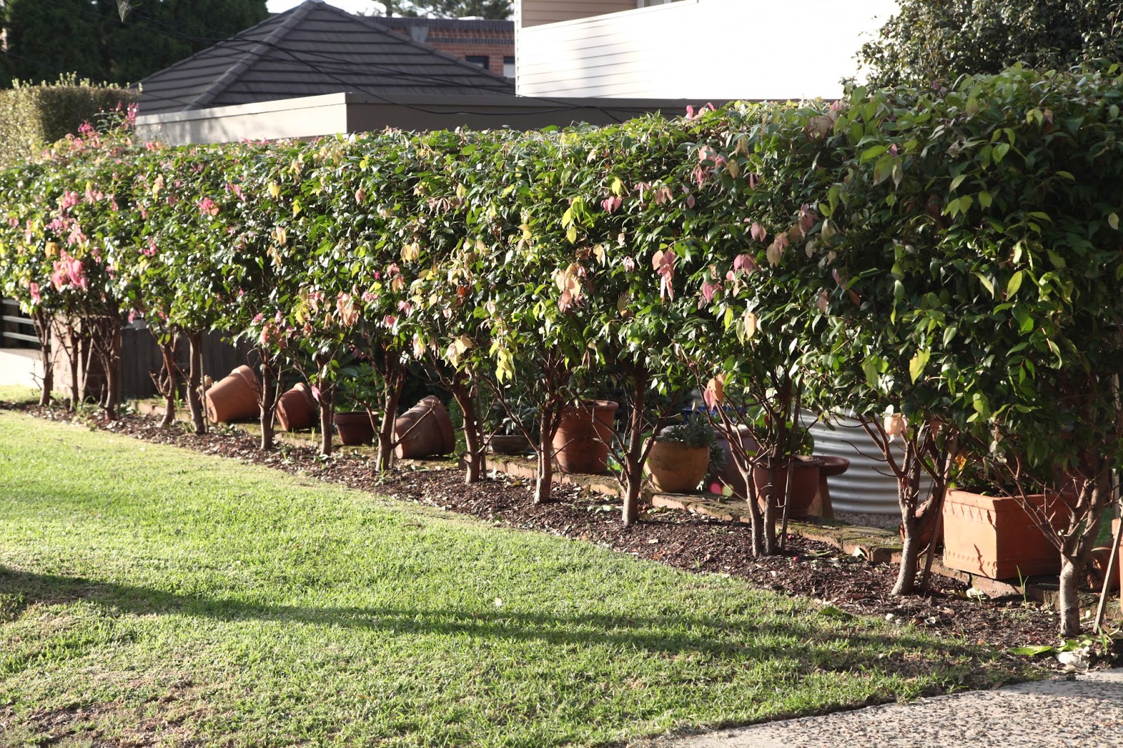 Gingerbread Tales: Lilly Pilly "Cascade"