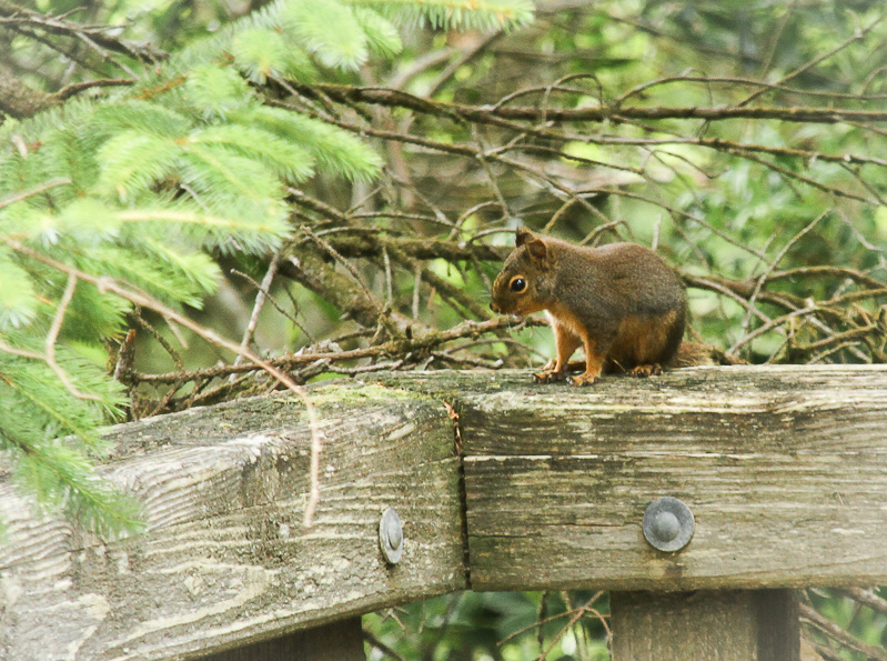 carola bARTz: Squirrel Fence
