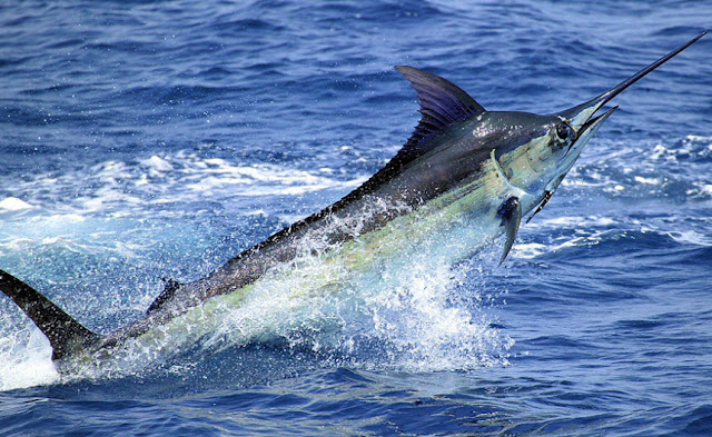 Blue Marlin | The Life of Animals