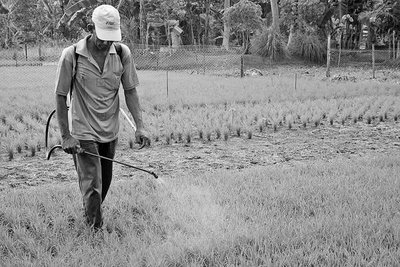 Hidrogel: Daftar Tumbuhan Untuk Bahan Pestisida / Herbisida Organik