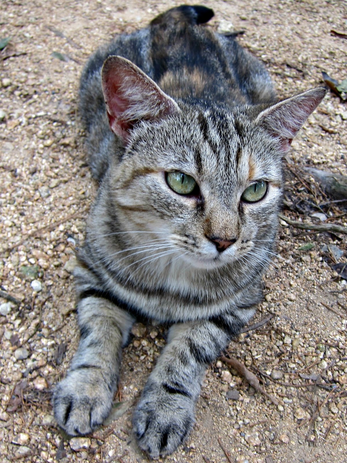 Cat of the Week: Juno - Goathouse Refuge