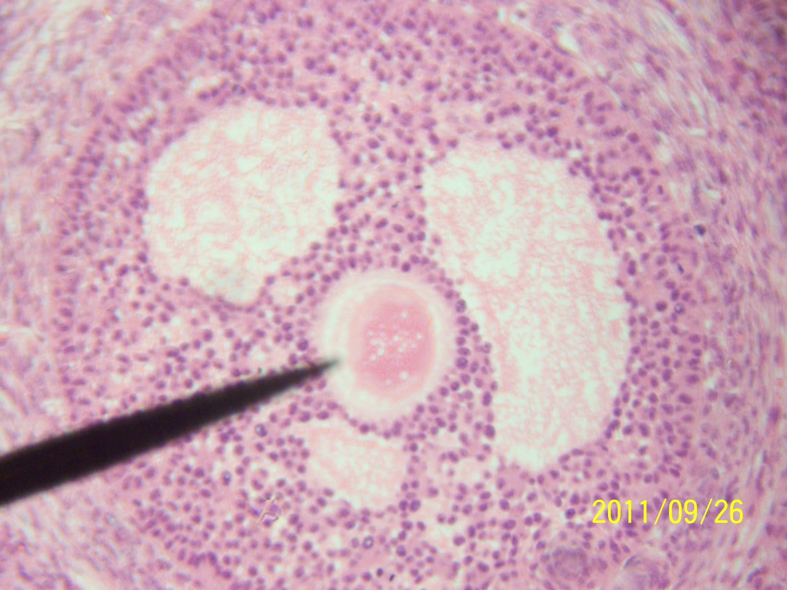 BIOZARCO 12: Aula Prática _ Fotos: Oservação de gónadas femininas e ...