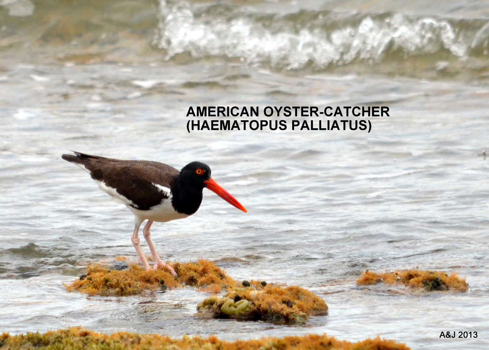 St. Croix, USVI: Birds - a Year of Observation : YOUR EXTENDED DESCRIPTION