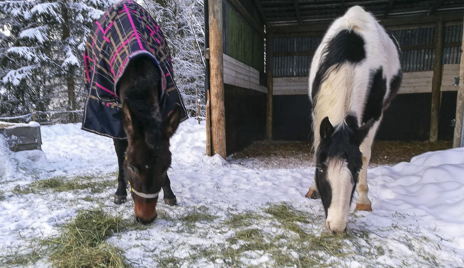 Muuliprojekti: tammikuuta 2018