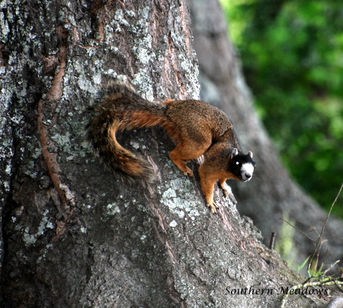 A Masked Face Fox Squirrel