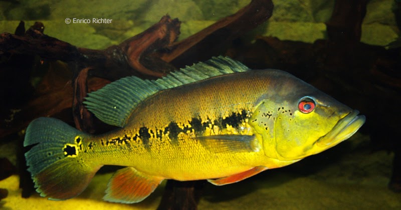 Mania de Aquário: Tucunaré (Peacock bass, Cichla sp.)