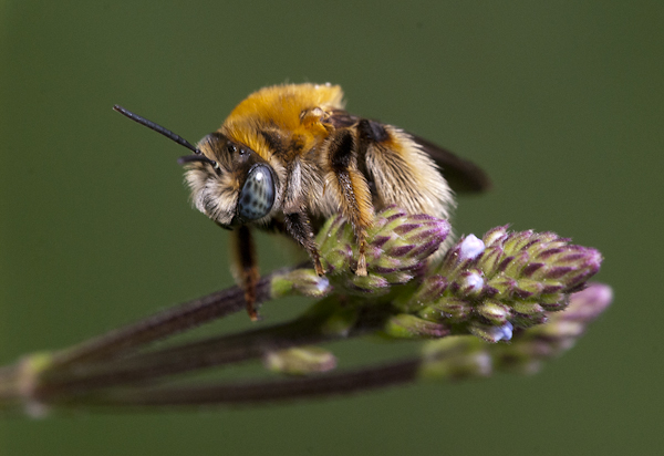 foto y natura: Abejas mexicanas