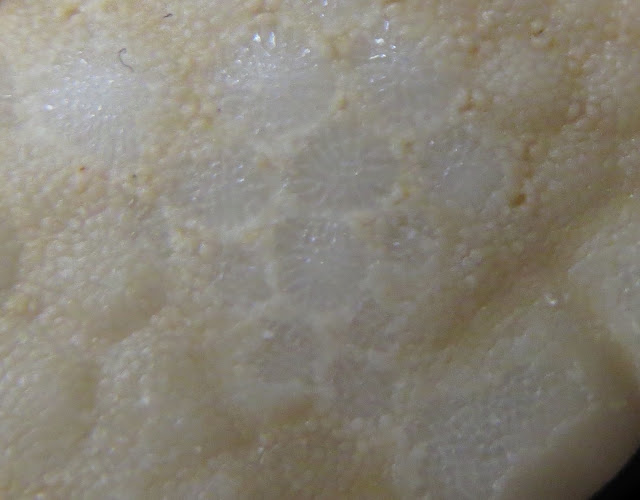 The Echinoblog: Five Highlights from my NEW paper about the genus ...