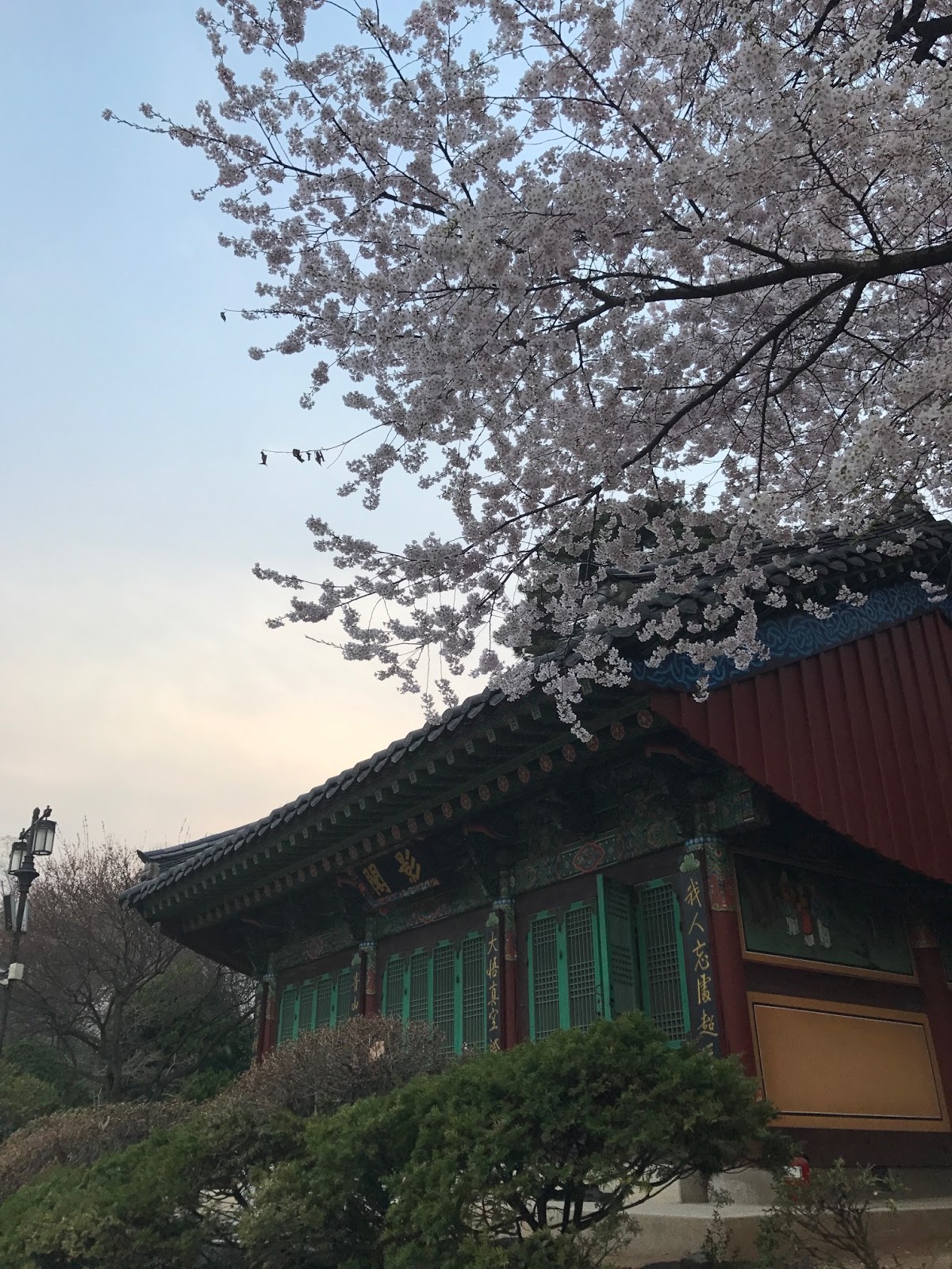 [Seoul - Coex] Cherry Blossom Tour at Bongeunsa Temple