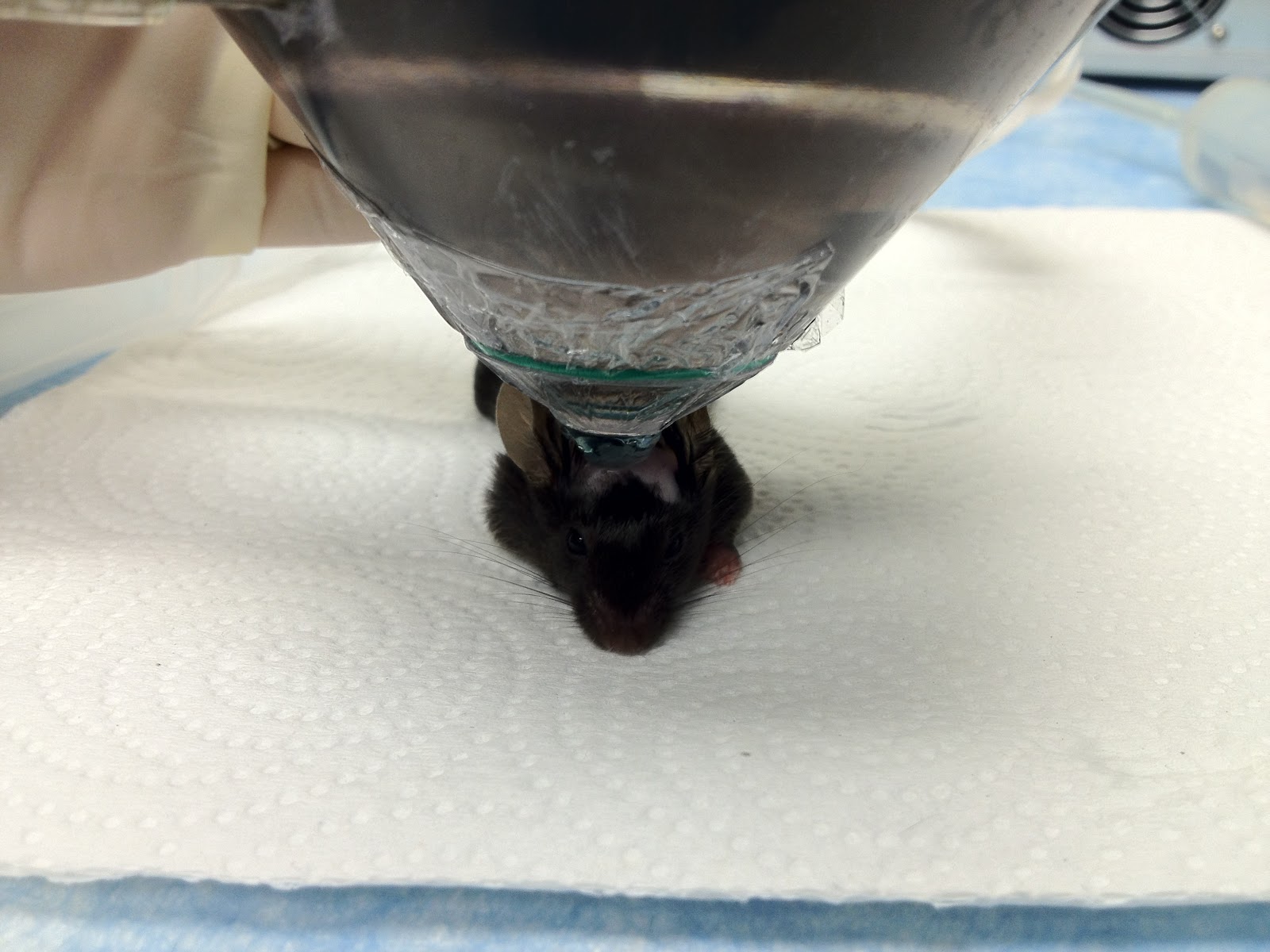 BYU Life Sciences Internships: Bethesda, MD: TBI Research At USUHS -Joseph