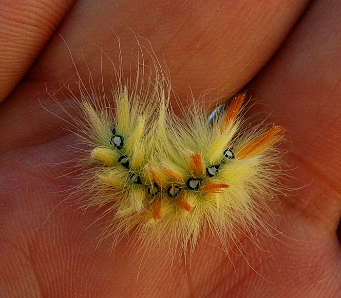 FOTO NATURA HUESCA 2: AHORN RINDENEULE - ORUGA Acronicta aceris Carl ...