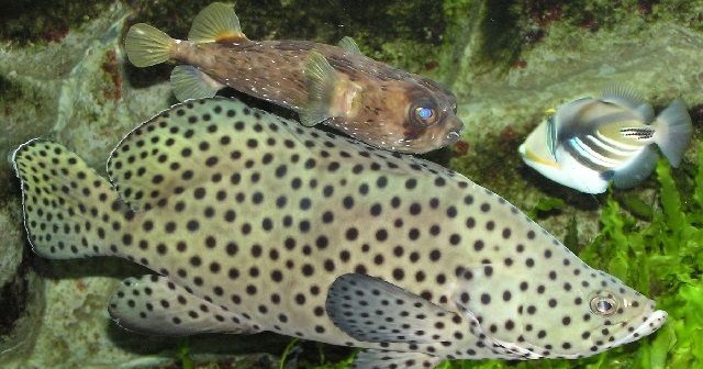 21+ Hewan Air Payau Adalah, Gambar Baru