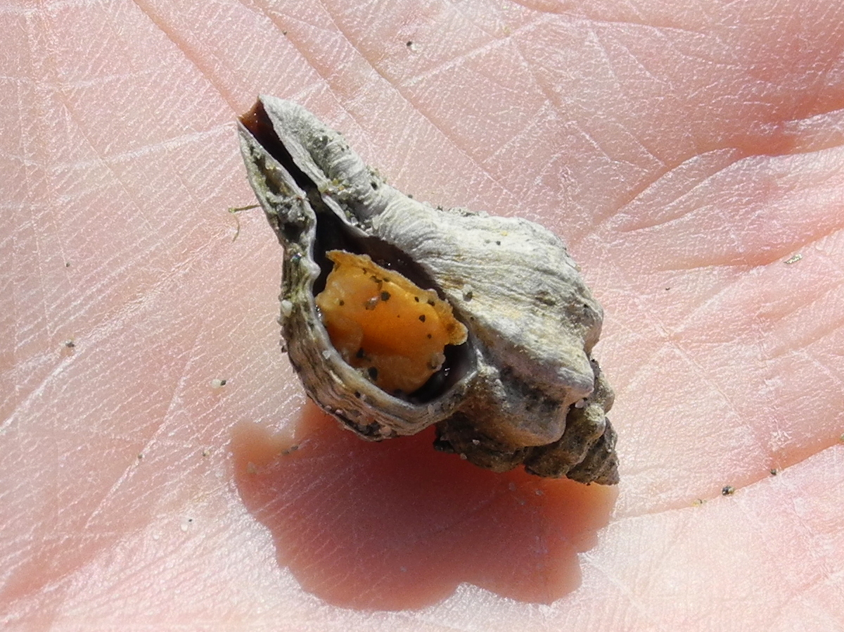 Wanderin' Weeta (With Waterfowl and Weeds): Collecting the eggs