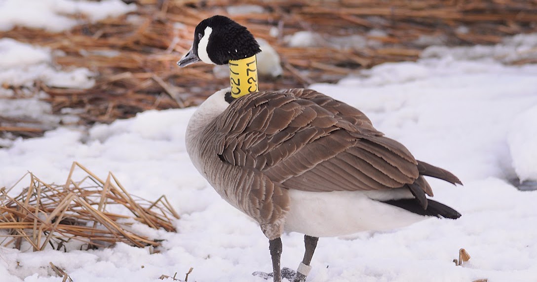 (The Occasional) Photo Tip of the Day: Neck Banding Geese: What do you ...