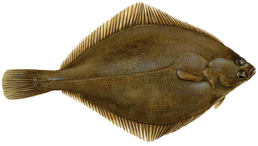 Jak myślicie? Wiecie naprawdę coś o rybach?: Płastugi