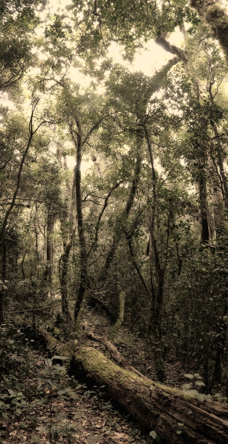 Tamilnadu Tourism: Mathikettan Solai, Kodaikanal