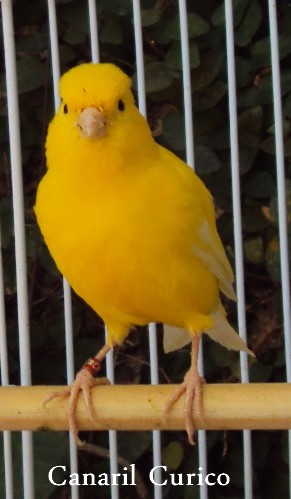 Canaril Curico - Canário de Cor: Canário de Cor - Amarelo Intenso