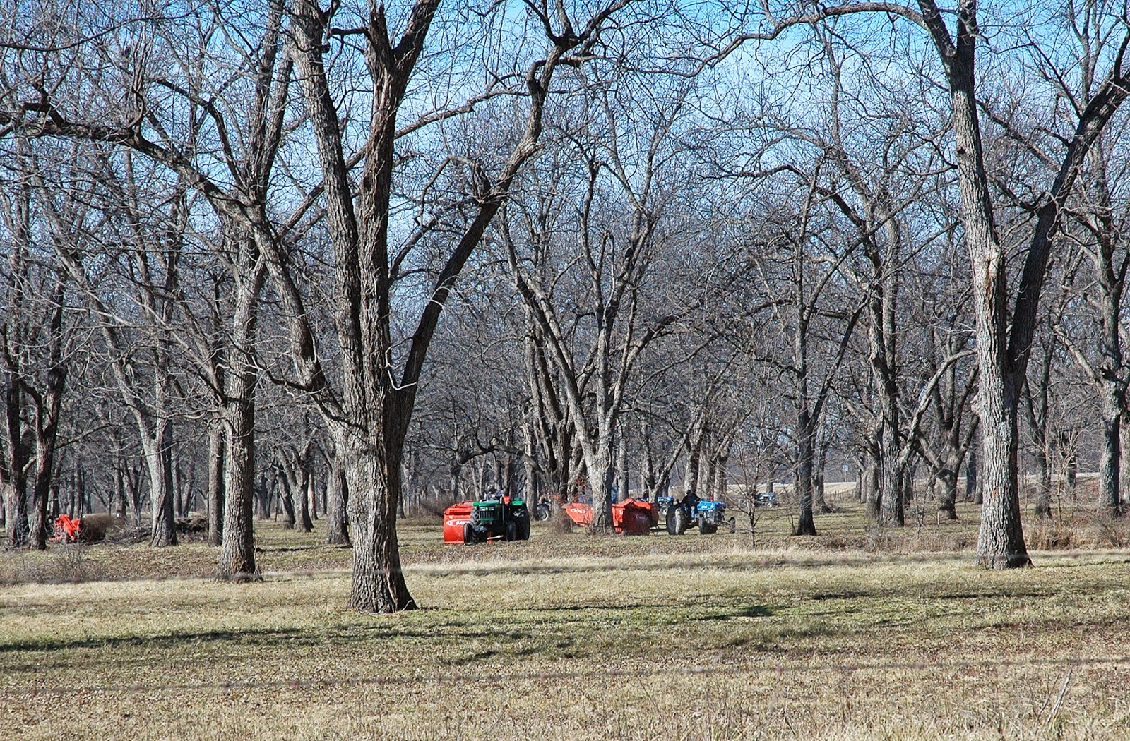 Northern Pecans: Late January pecan harvest
