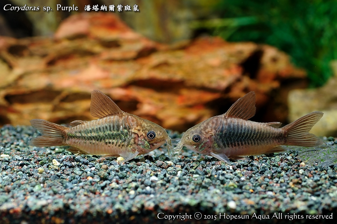 鴻順魚坊: Corydoras sp. Purple 潘塔納爾紫斑鼠