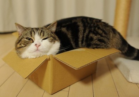Maru The Cat: Popular Japanese cat