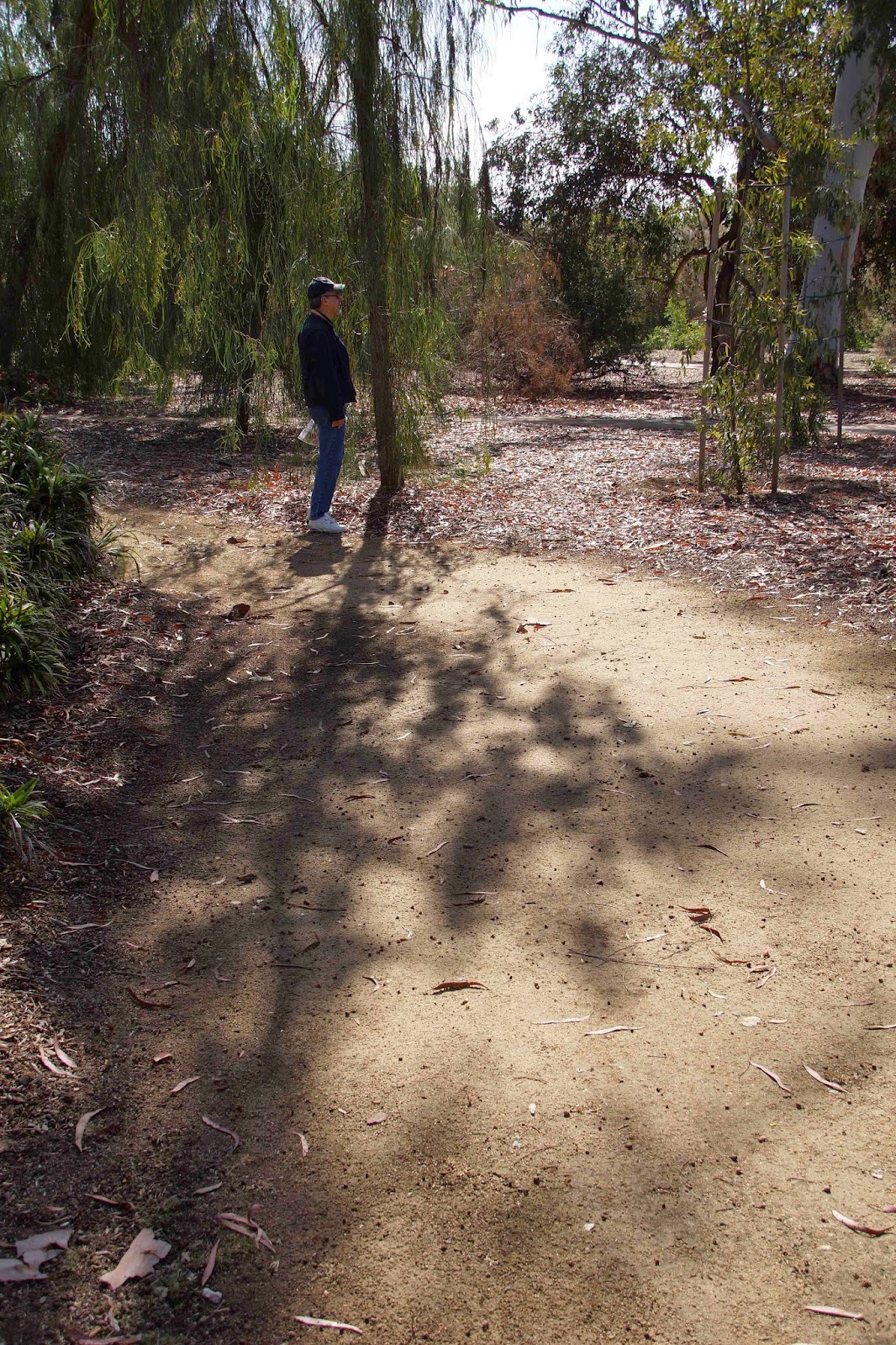 LA Arboretum's Australian Forest