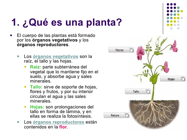 LAS PLANTAS ~ MY ENGLISH AND SCIENCE
