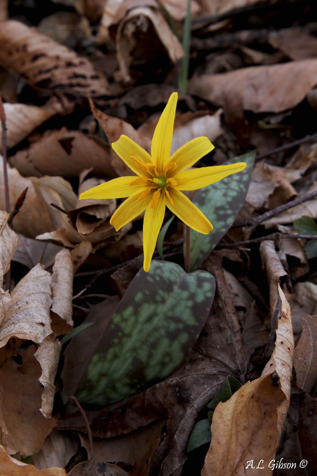 The Buckeye Botanist: Spring's First Bloomers