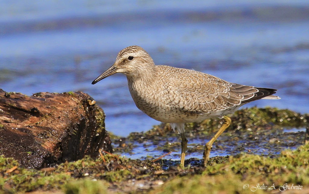 Birding Is Fun!: Lake Michigan Shoreline Birding