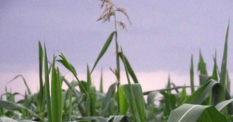 El cuexcomate: Teocintle y maíz - juntos pero no revueltos