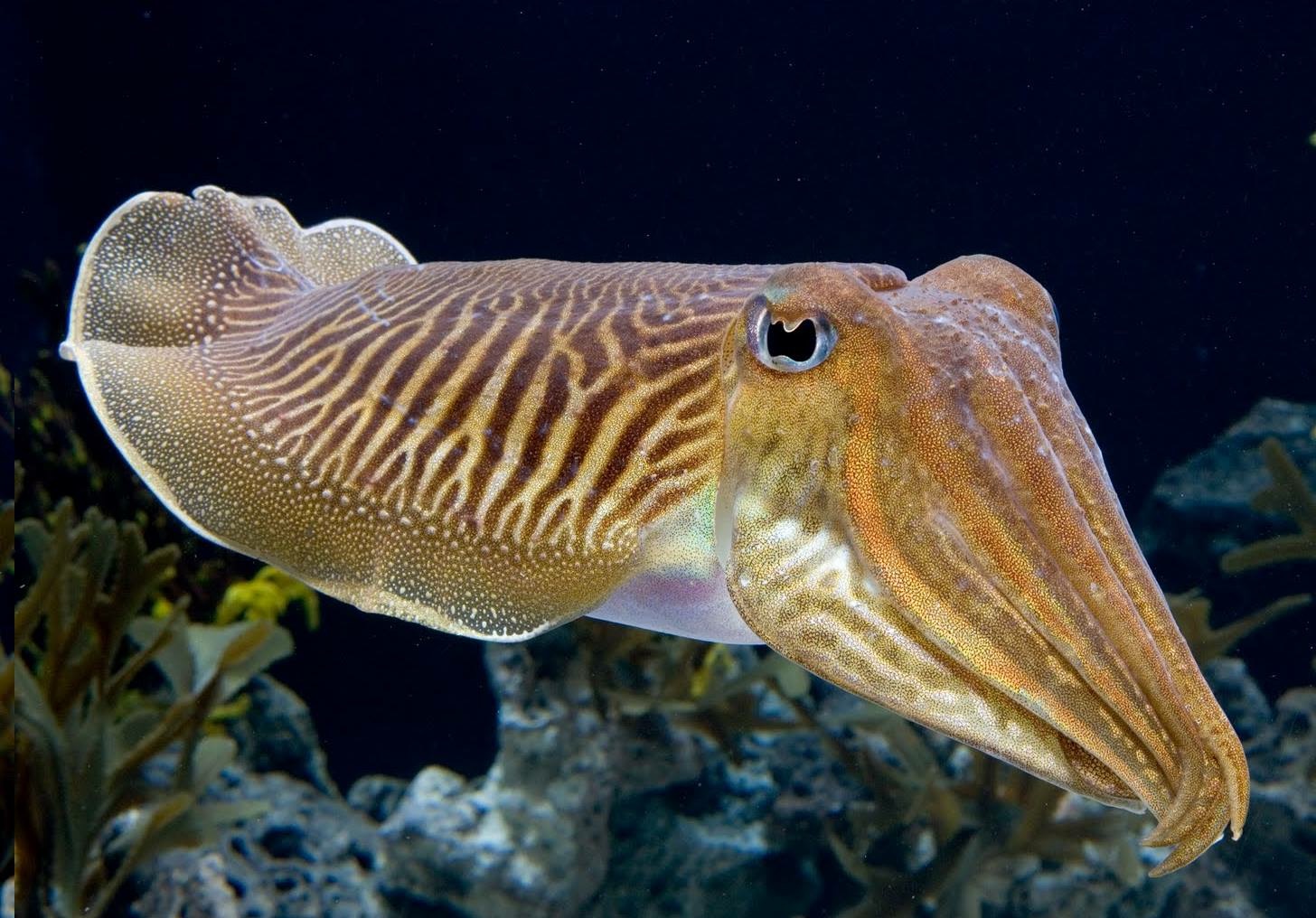 Animais e Plantas Marinhas